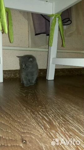 Британский котенок