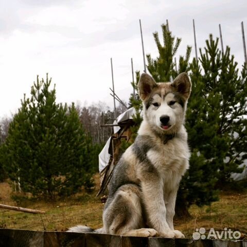 Аляскинский маламут