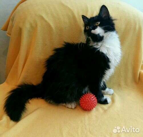 Котенок Клякса 5 месяцев