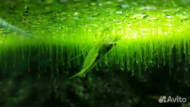 Ряска лакомство для рыб