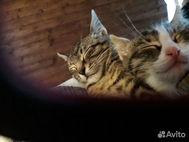 Котенок мальчик 2 мес в хорошие ручки