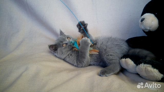 Шотландский прямоухий мальчик