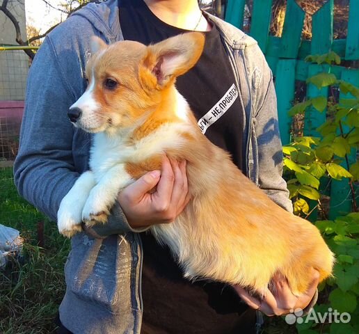 Щенки Вельш Корги Пемброк