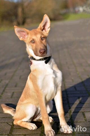 Шоколадный нос ищет семью