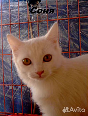 Соня 4-5мес(приют Шкода)