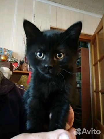 Котенок в добрые руки