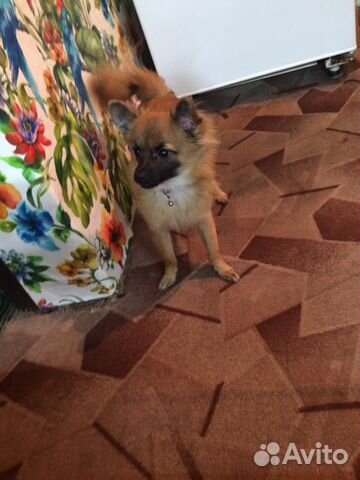 Продам собаку