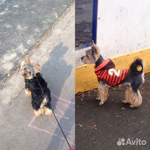 Йоркширский терьер