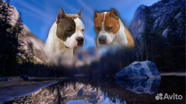 Щенки от Сербского кобеля Ам.Стафф