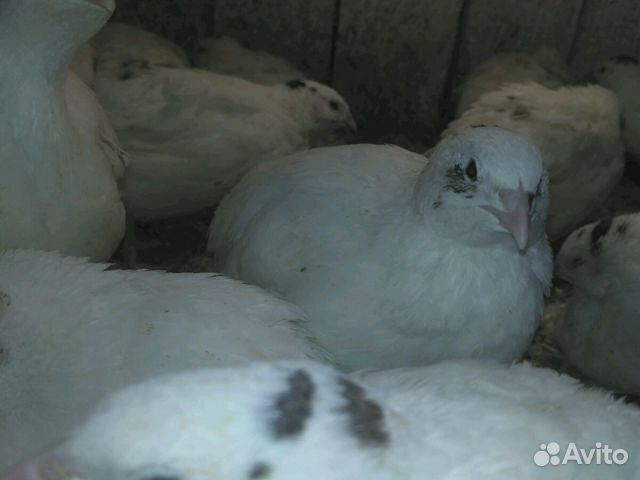 Перепела техасцы