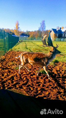 Лань европейская