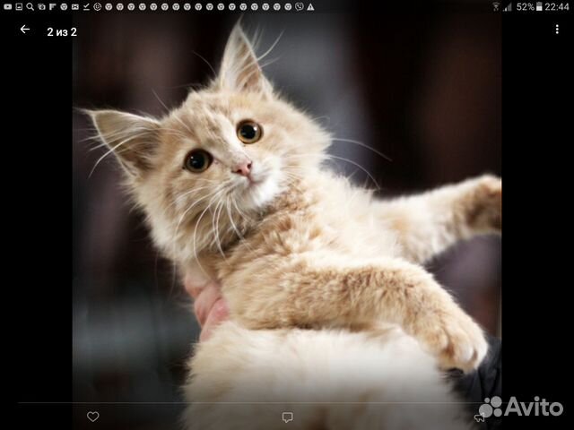 Неженки-абрикосинки в добрые руки