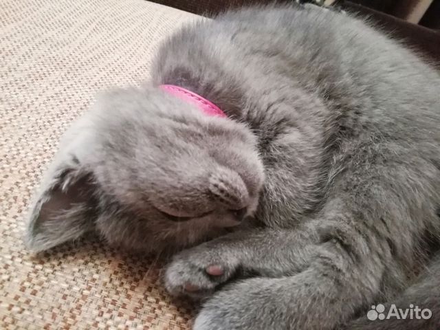 Продаётся британская кошечка