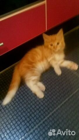 Сибирский котенок