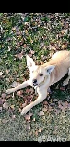 Дружелюбная собачка "муха" возраст один год,стерел