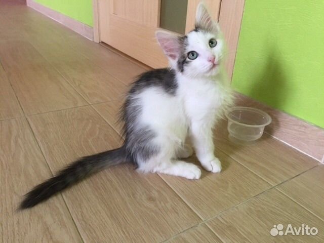 Котенок Масик