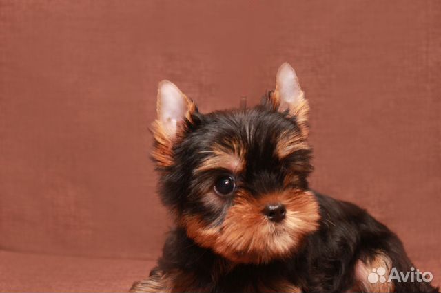 Идеальная девочка