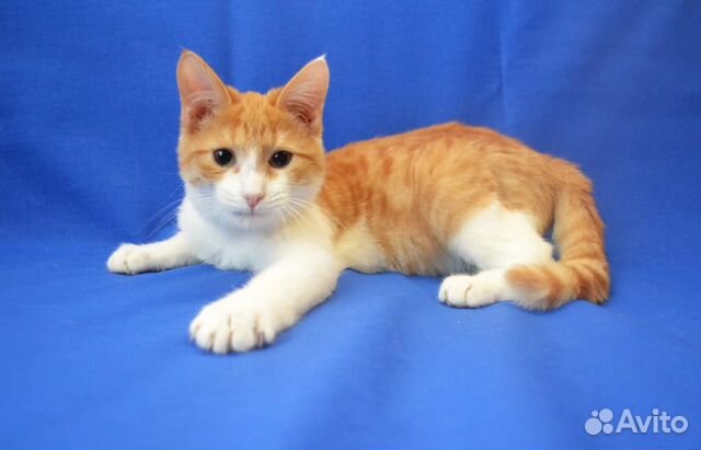 Котик в добрые руки