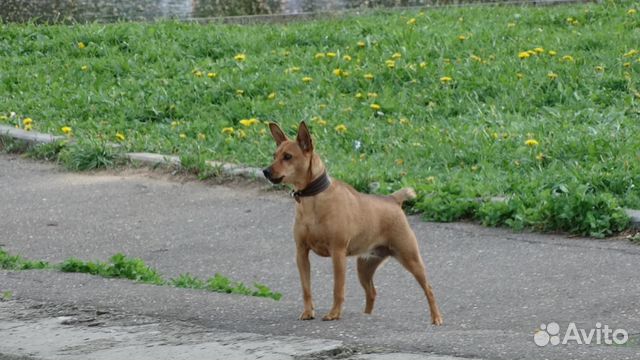 Отдам девочку Цвергпинчера