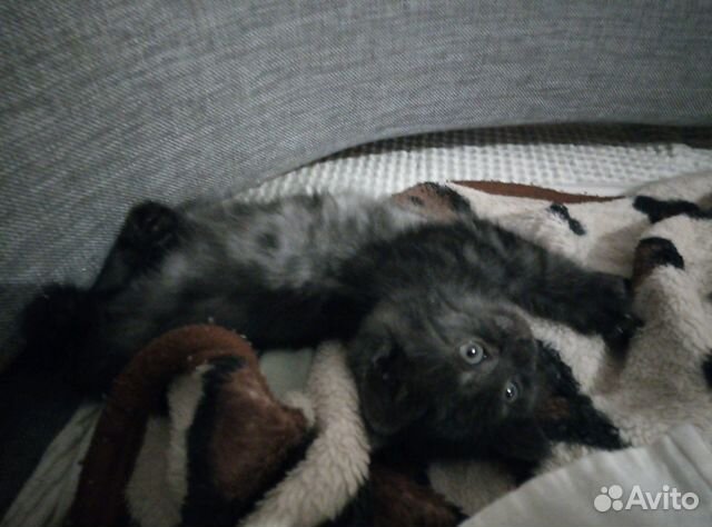 Котенок девочка 2 мес добрые руки