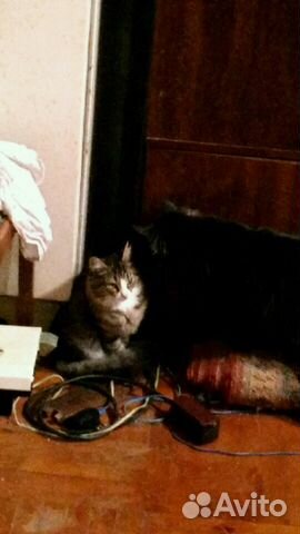Котенок 7 месяцев, от домашней кошки