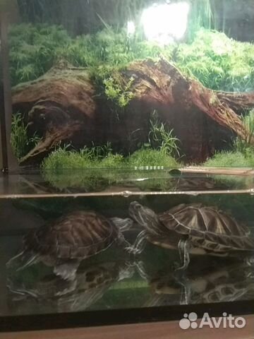 Черепахи красноухие (самец и самка)