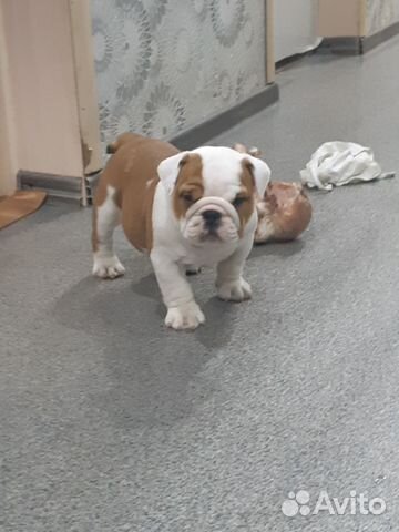 Супер бульдожка