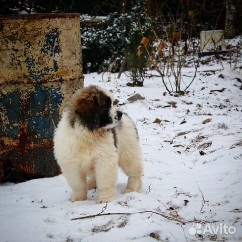Девочки припевочки