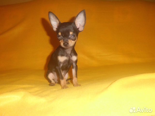 Девочка красотка