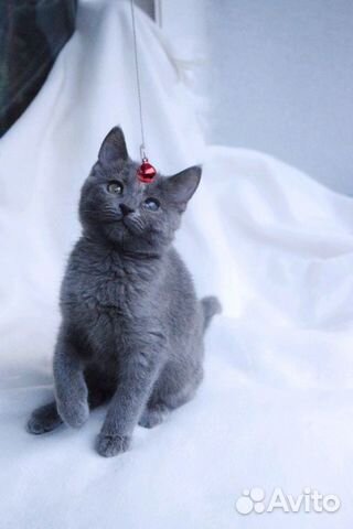 Британский котенок в дар