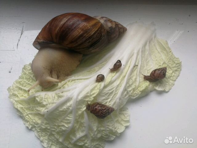 Улитки ахатин