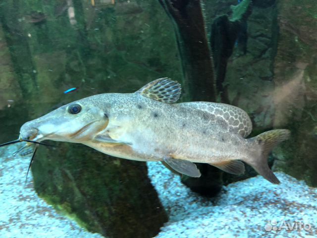 Жирафовый сом