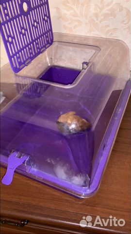 Террариум с улиткой