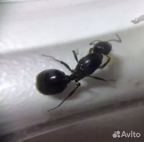 Муравьи жнецы