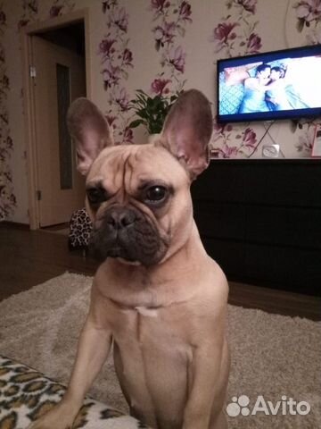Французский бульдог