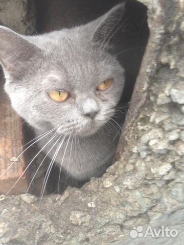 Кошка-британка в добрые руки