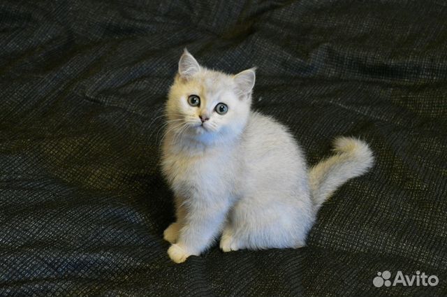 Шотландский прямоухий котенок