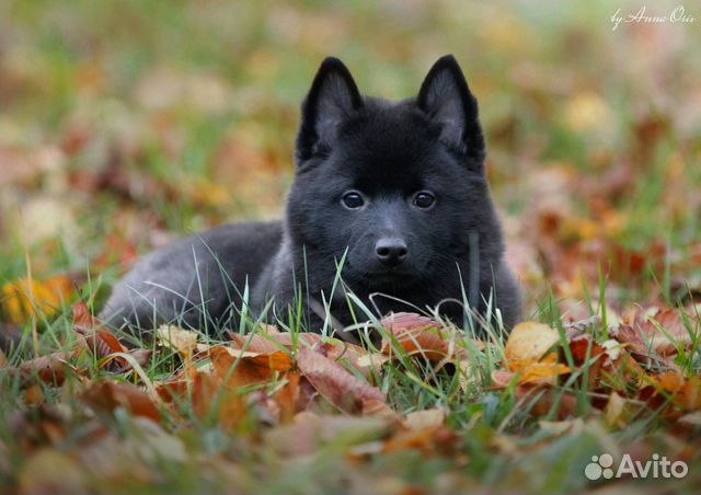 Щенки Схипперке