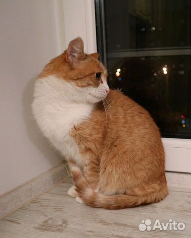 Яркая кошечка Луша, стерилизованнная, привитая