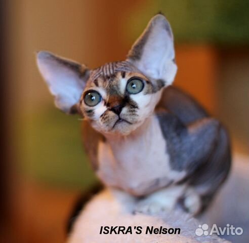 Очень красивый котик породы девон рекс