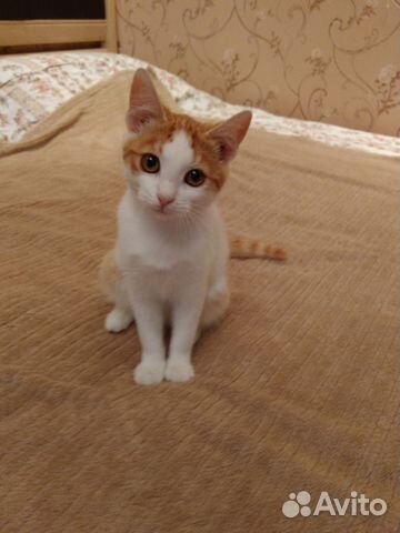 Котёнок Кекс в добрые руки