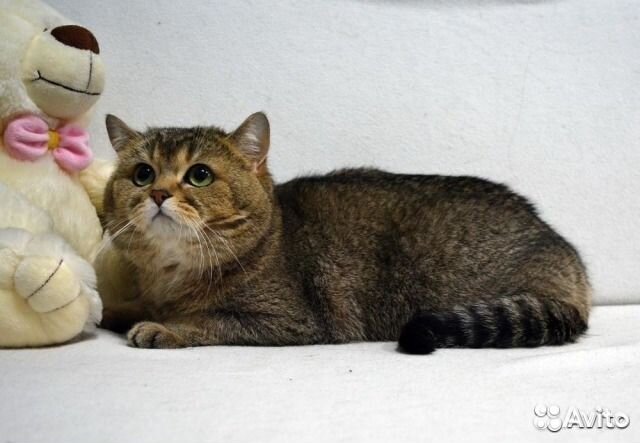 Чистокровный британец (приглашает в гости)