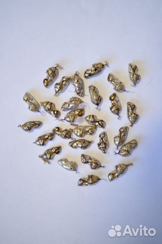 Куколки бабочки - Amauris niavius