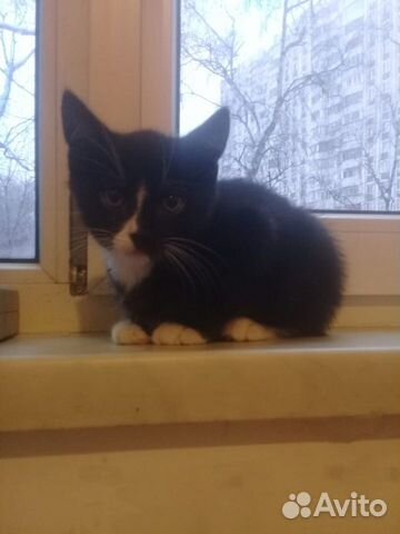 Отдам красивого умного котенка в добрую семью