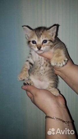Котята Пиксибоб (разного возраста )