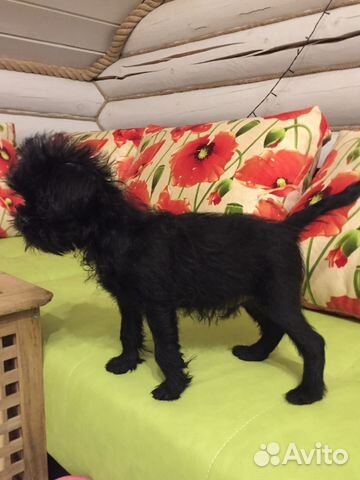 Аффенпинчер