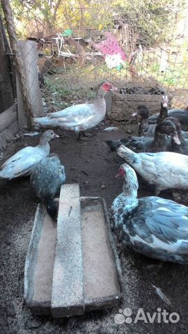 Мускусная утка