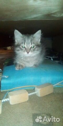 Продам котенка