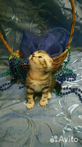 Котёнок шотландской породы