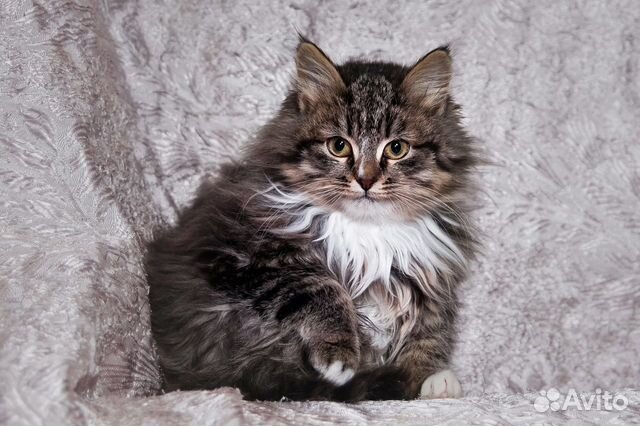 Пушистая малышка добрым людям